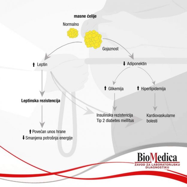 LEPTIN I ADIPONEKTIN | BioMedica